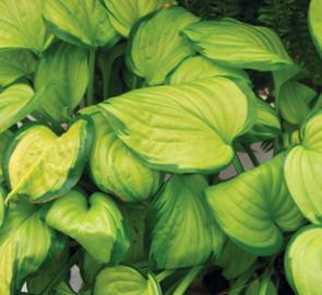 Hosta Stained Glass | Lawns Of Texas