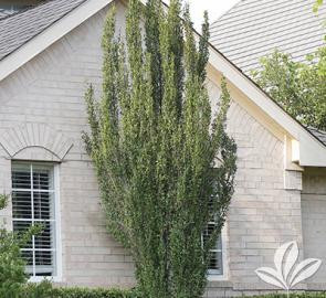 Holly Yaupon Will Fleming Upright | Lawns Of Texas