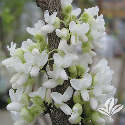 Texas Whitebud | Lawns Of Texas