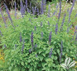 Salvia Mystic Spires | Lawns Of Texas