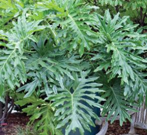 Philodendron Split-Leaf | Lawns Of Texas