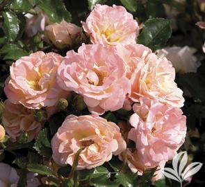 Rose PEACH DRIFT | Lawns Of Texas