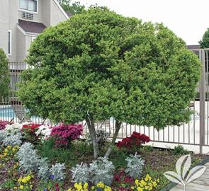 Holly Yaupon Pride of Houston | Lawns Of Texas