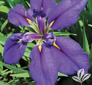 Iris Delta Star Louisiana | Lawns Of Texas