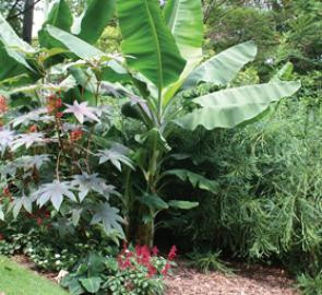 Banana Dwarf Cavendish | Lawns Of Texas