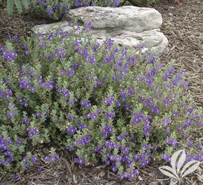 Skullcap Dark Violet | Lawns Of Texas