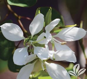 Anacacho Orchid Tree | Lawns Of Texas