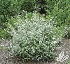 Germander Silver Bush | Lawns Of Texas