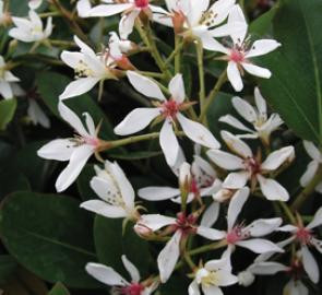 Hawthorn Clara | Lawns Of Texas