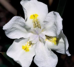 Iris Lemon Drop | Lawns Of Texas