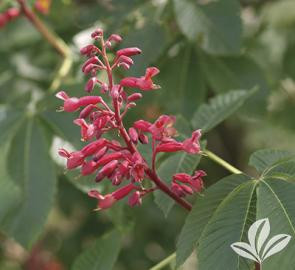 Buckeye Red | Lawns Of Texas