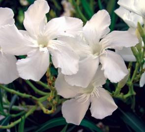 Oleander White Sands | Lawns Of Texas