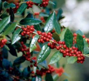 Holly Needlepoint | Lawns Of Texas