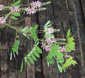 Indigofera Pink Indigo Flower | Lawns Of Texas