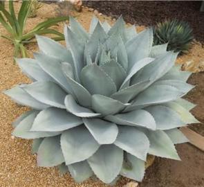 Agave Whale's Tongue Frosty Blue | Lawns Of Texas