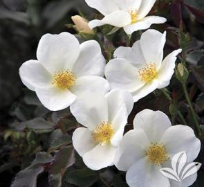 Rose WHITE KNOCK OUT | Lawns Of Texas