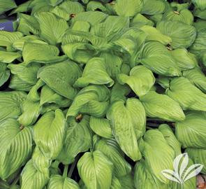 Hosta Guacamole | Lawns Of Texas