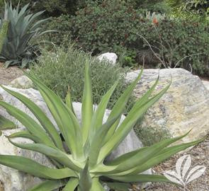 Agave Octopus | Lawns Of Texas