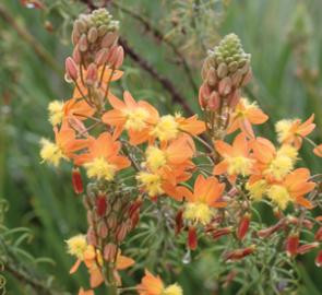 Bulbine Orange | Lawns Of Texas