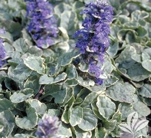 Ajuga Silver Queen | Lawns Of Texas