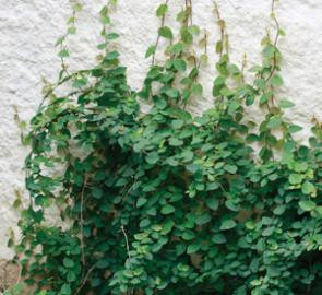 Fig Ivy | Lawns Of Texas