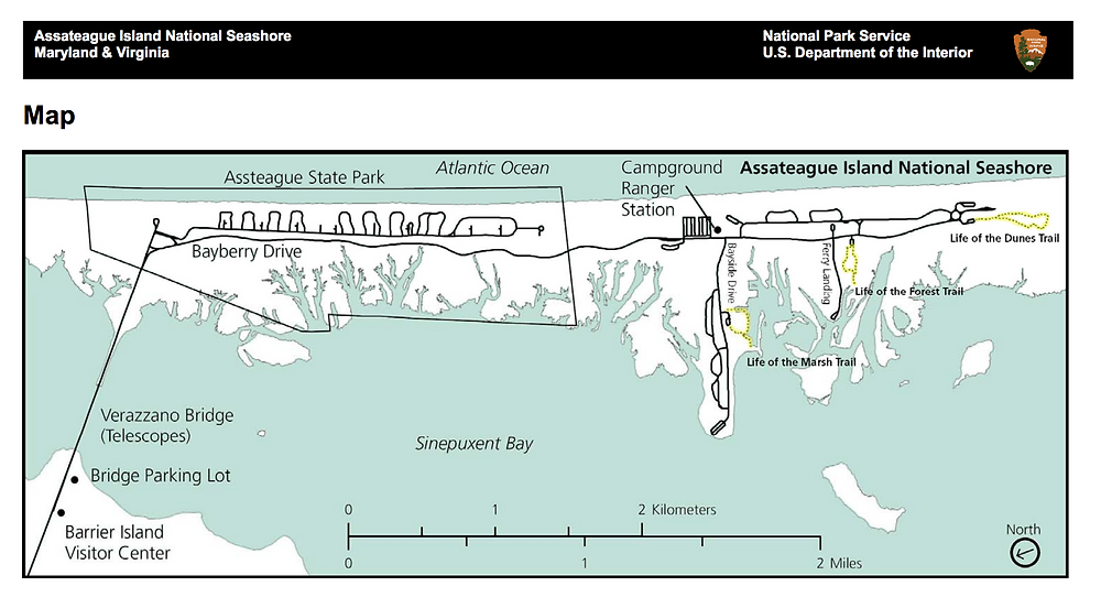 What It's Like to Hike on Assateague Island