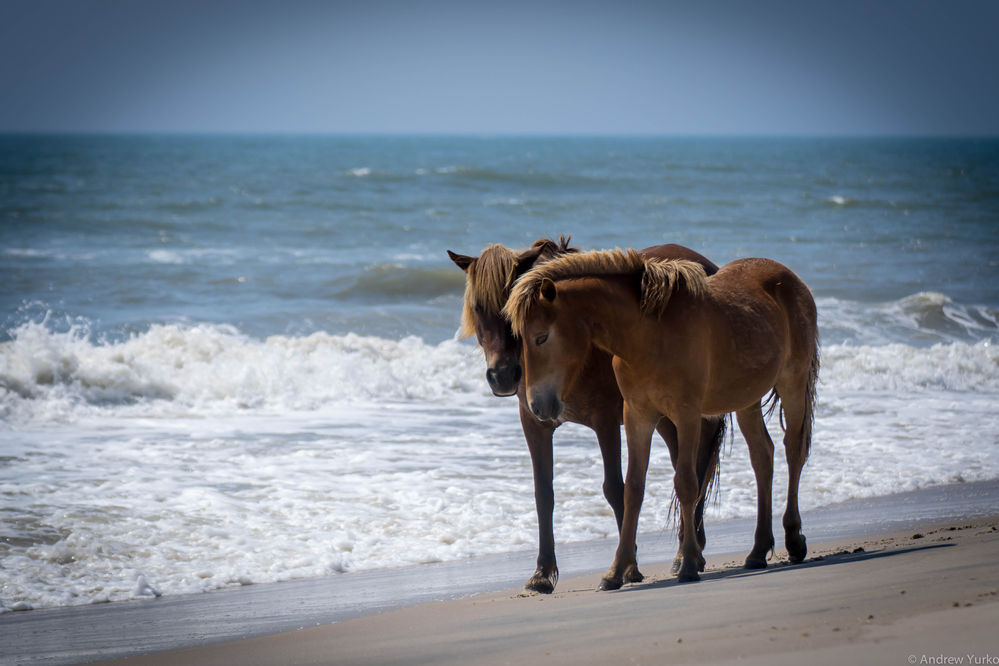 An Insider's Guide to Visiting Assateague Island