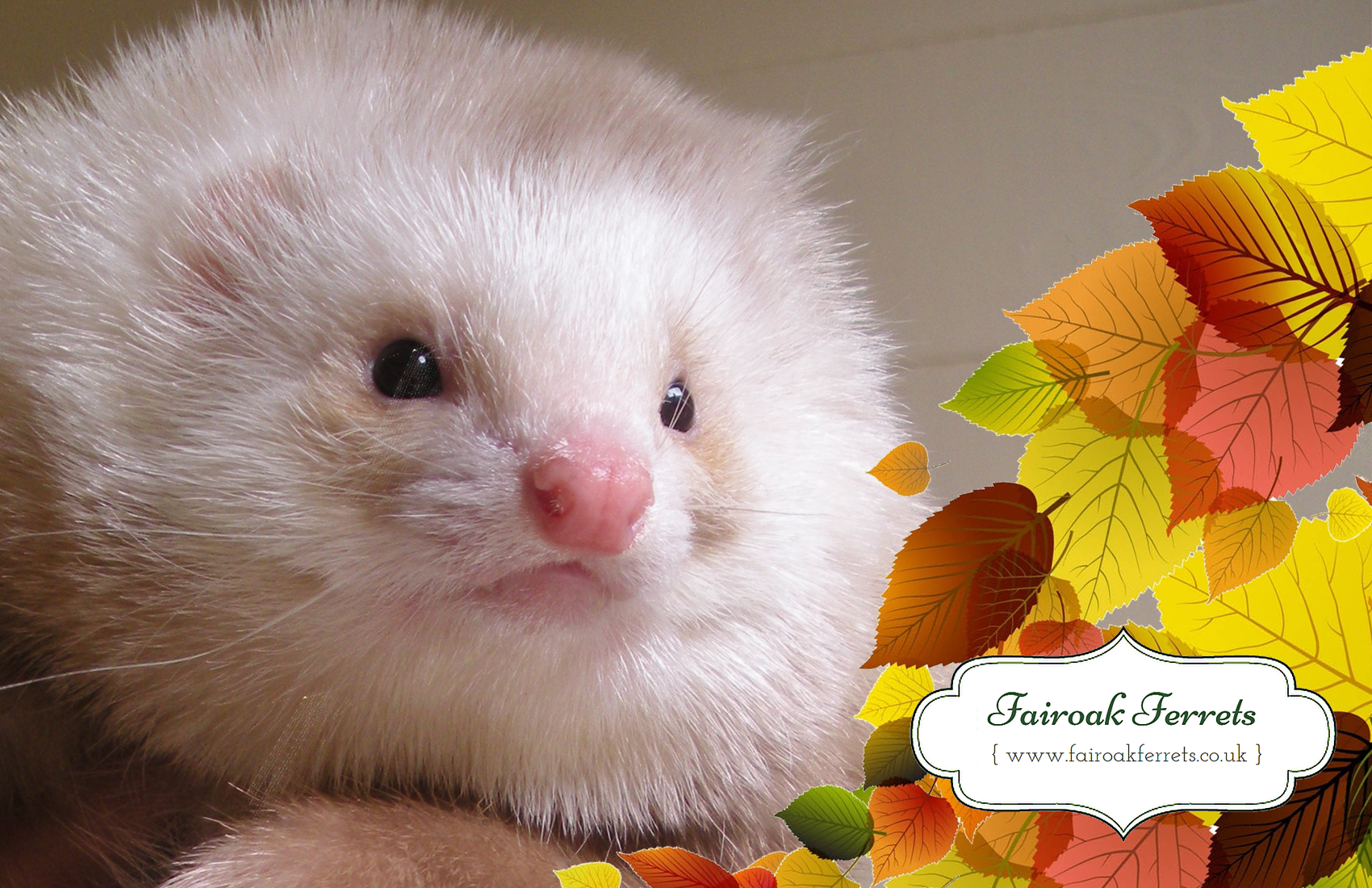 ferrets uk