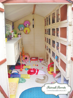 Caring For Ferrets - Ferret Breeders UK