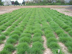 Forbes Seed and Grain, Inc.