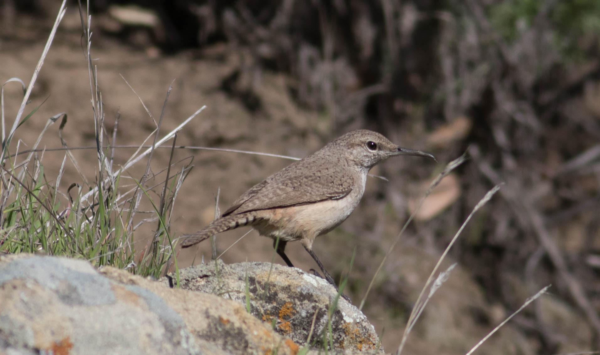 Rock Wren