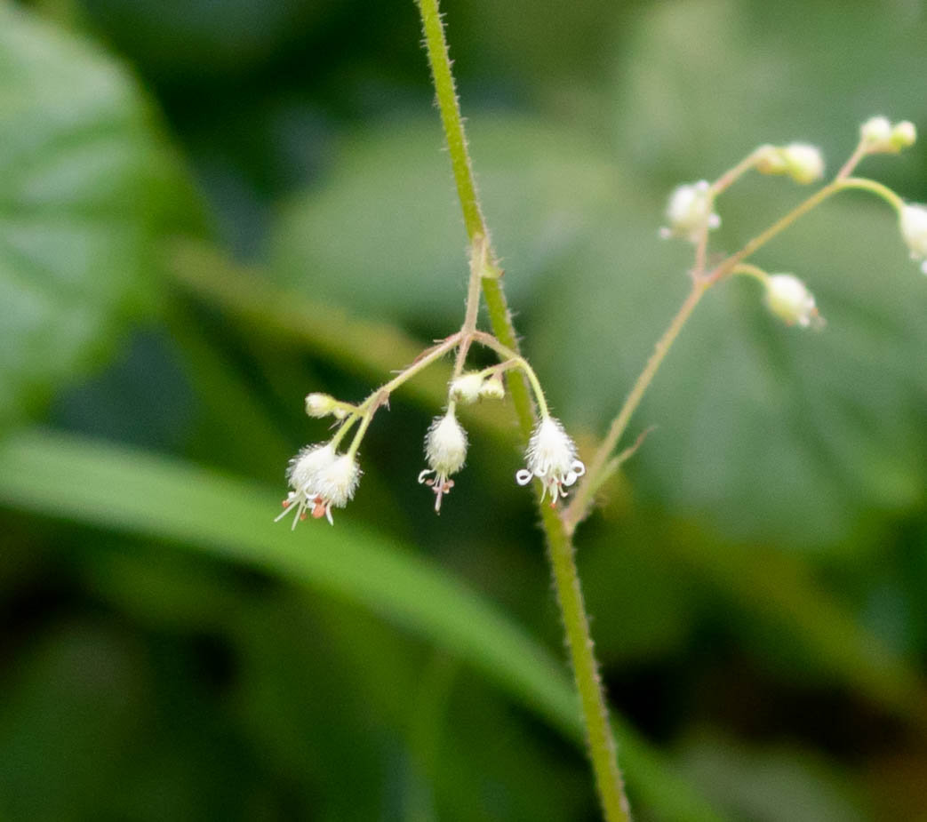 Crevice Alumroot Heuchera micrantha