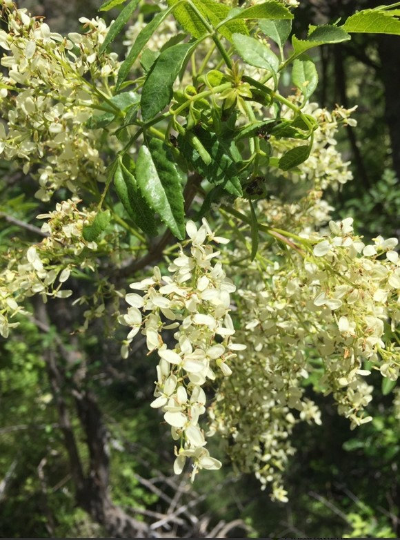 California Ash, Foothill Ash Fraxinus dipetala
