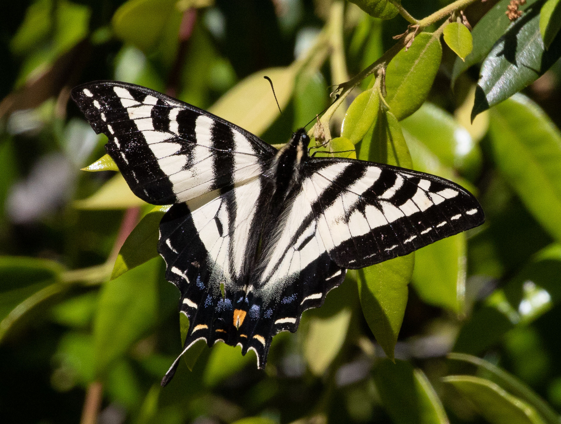 Pale Swallowtail