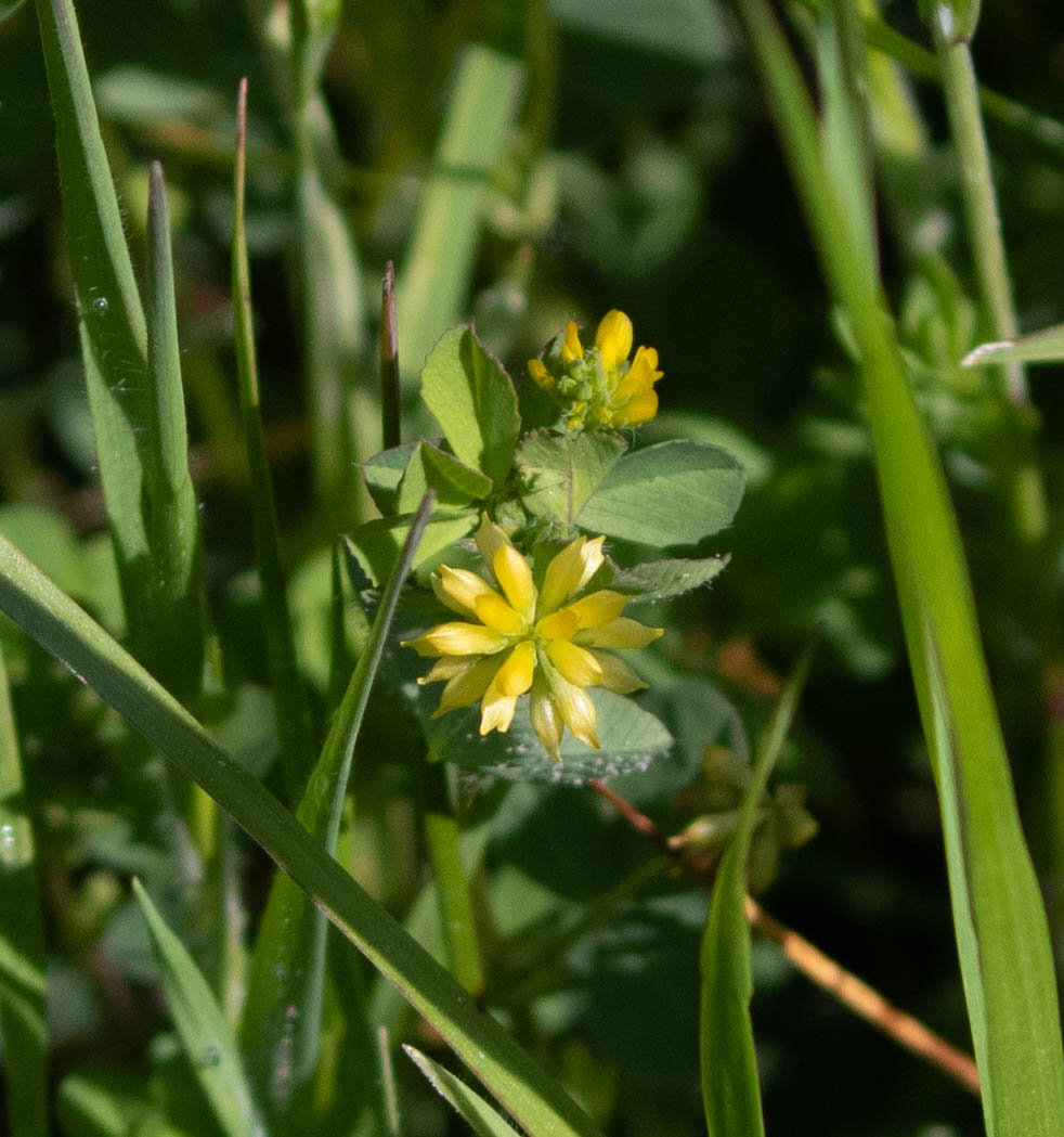 Little Hop Clover Trifolium dubium