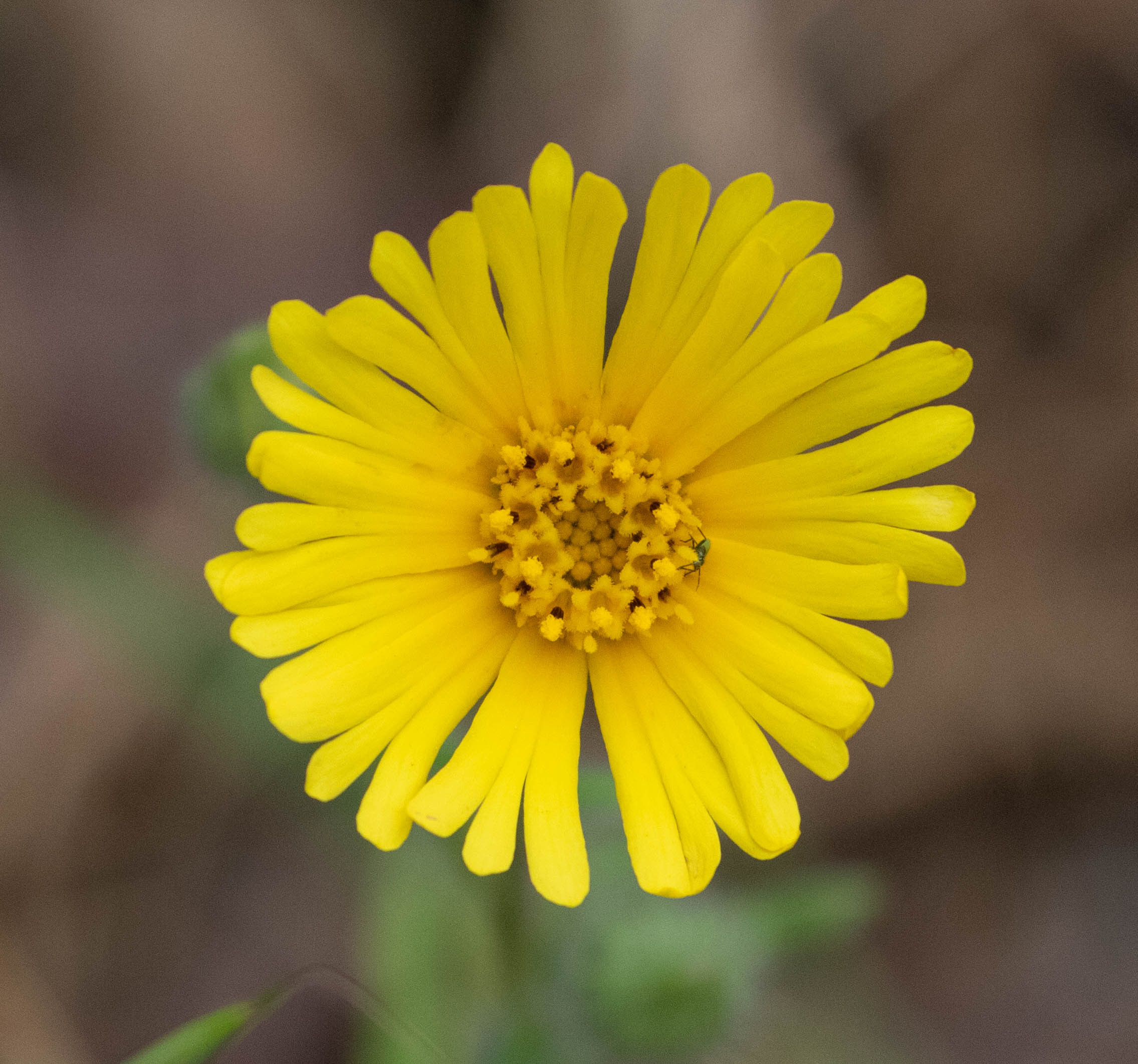 Common Madia Madia elegans