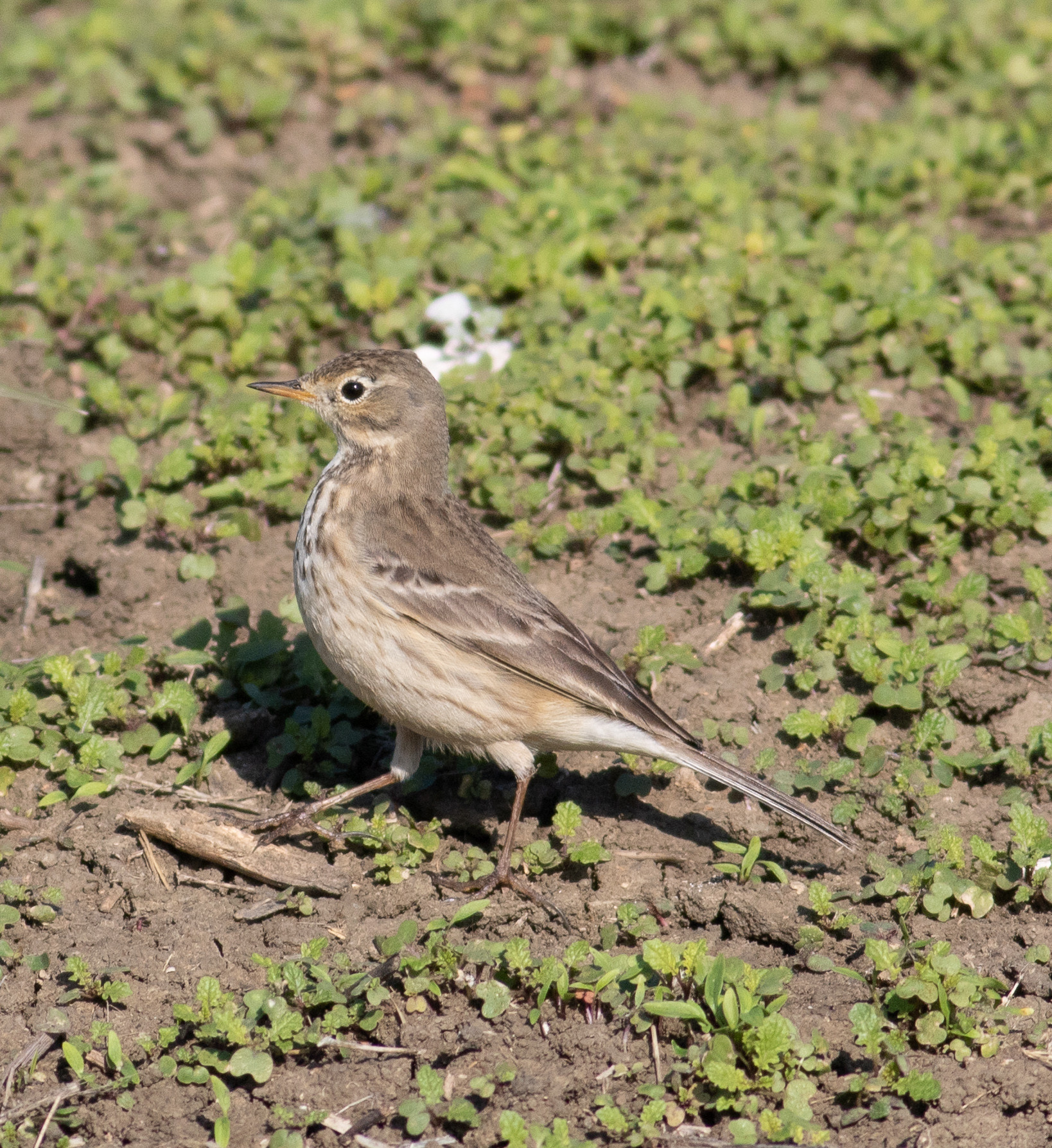American Pipit