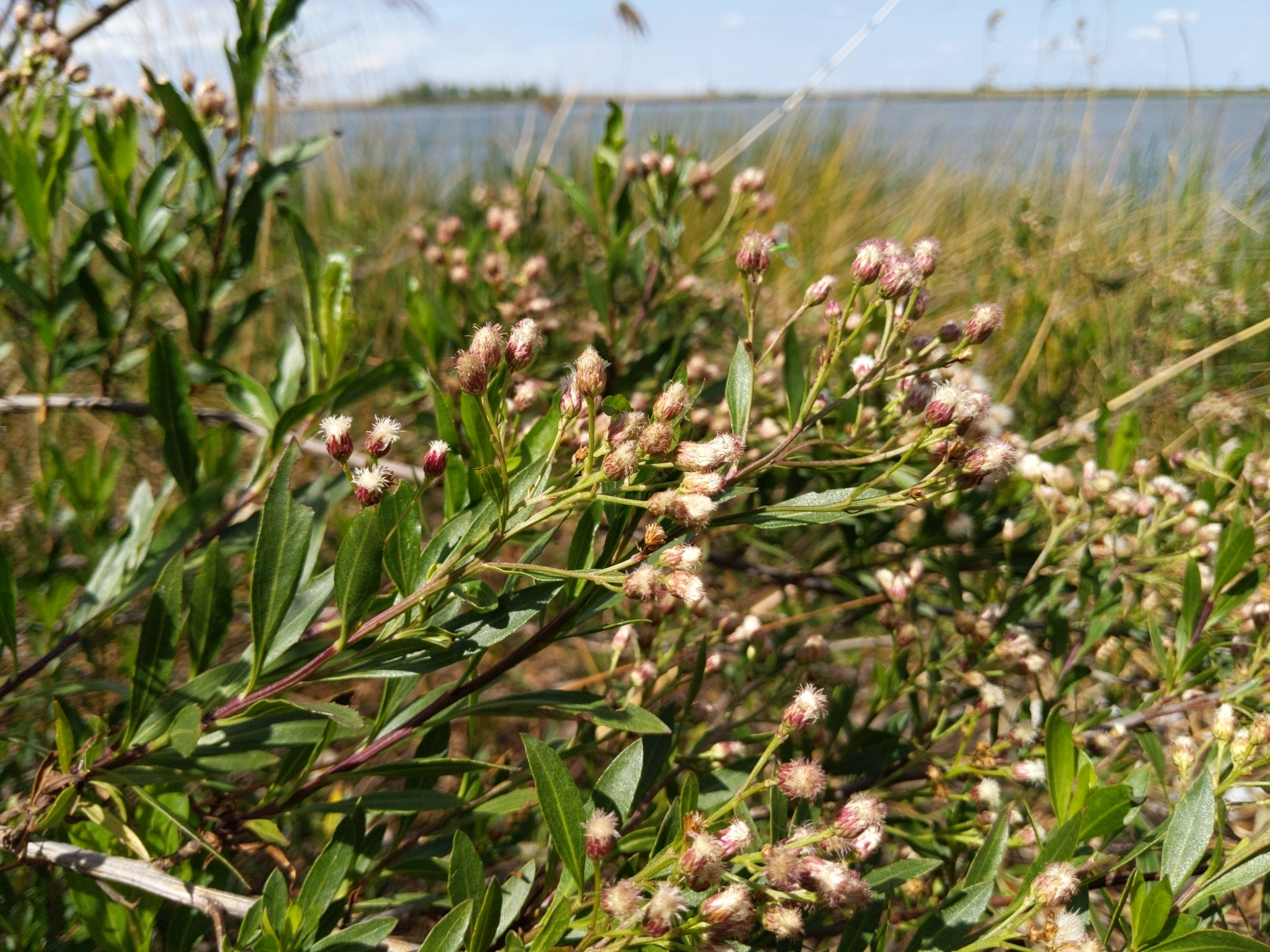 Mule Fat Baccharis salicifolia