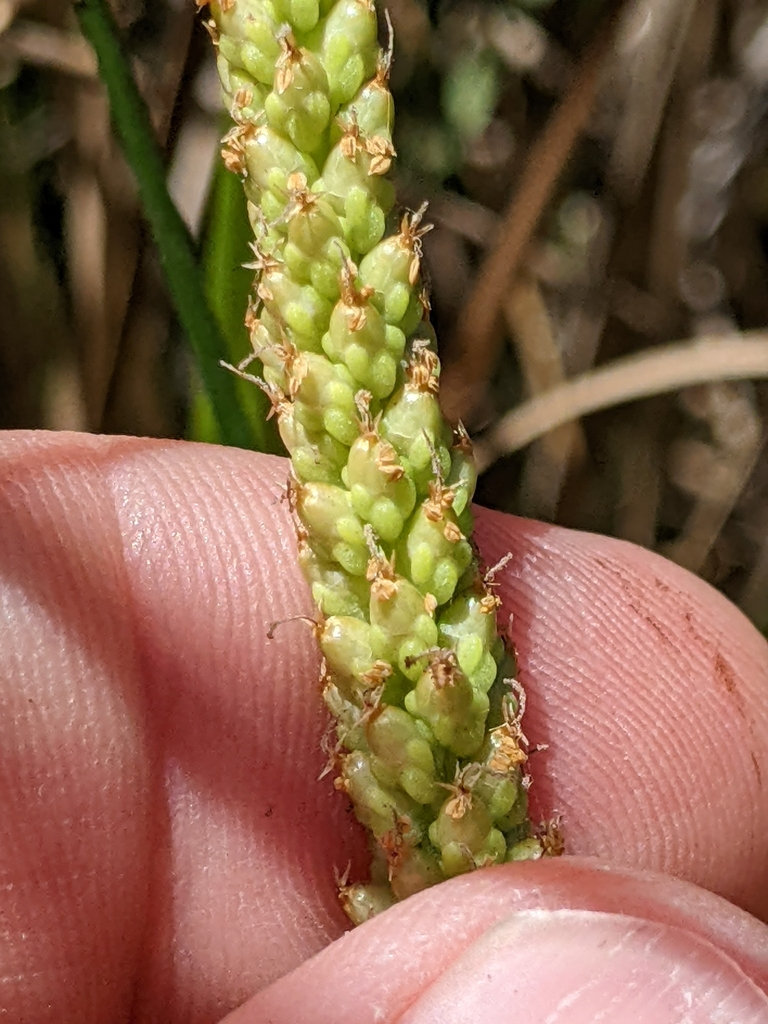 Common Plantain Plantago major