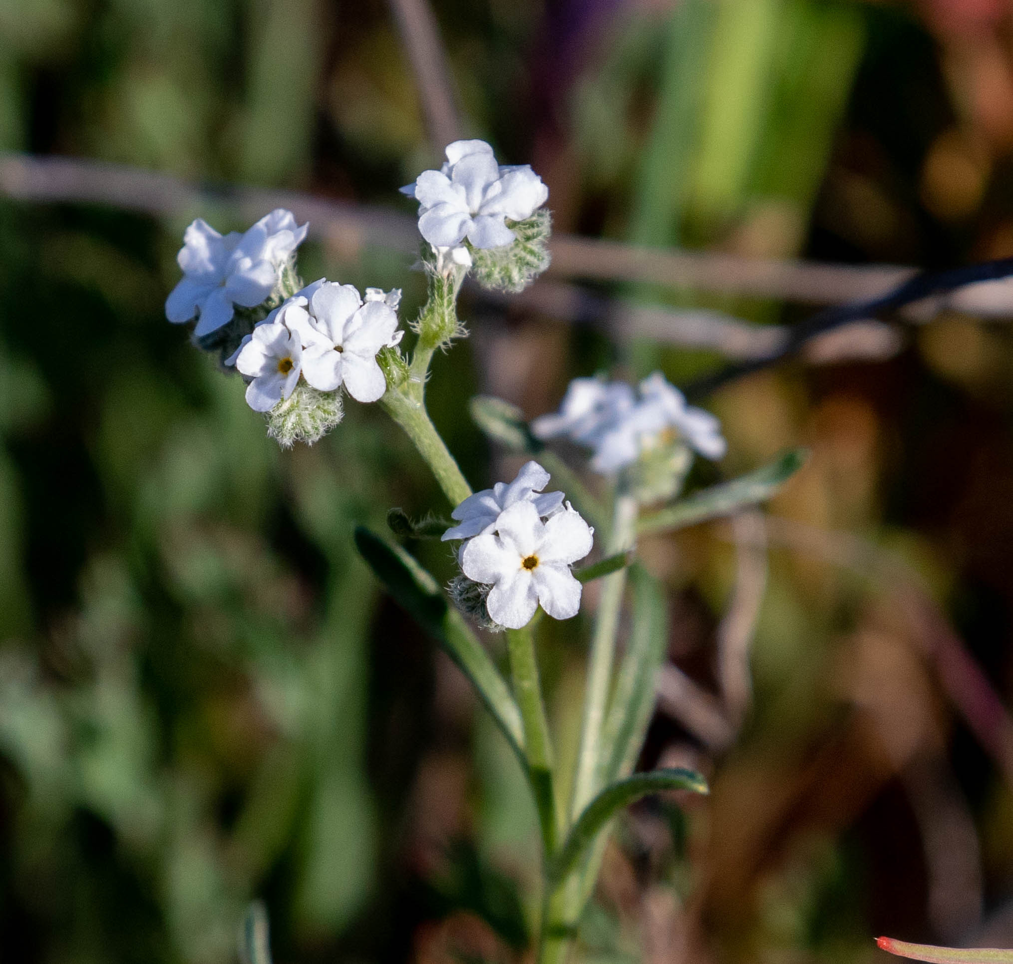 Flaccid Cryptantha Cryptantha flaccida