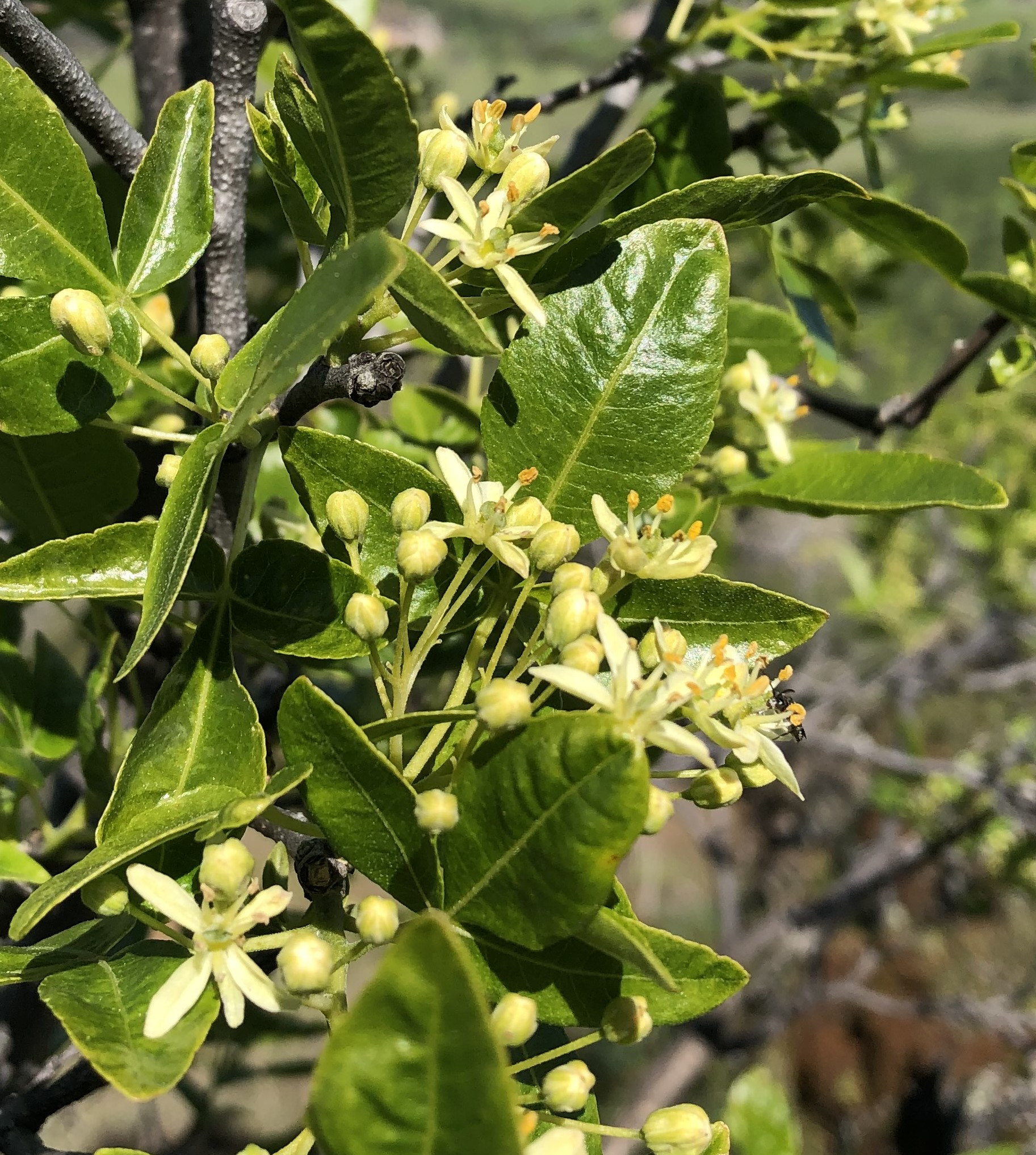 Hop Tree, Western Hoptree Ptelea crenulata