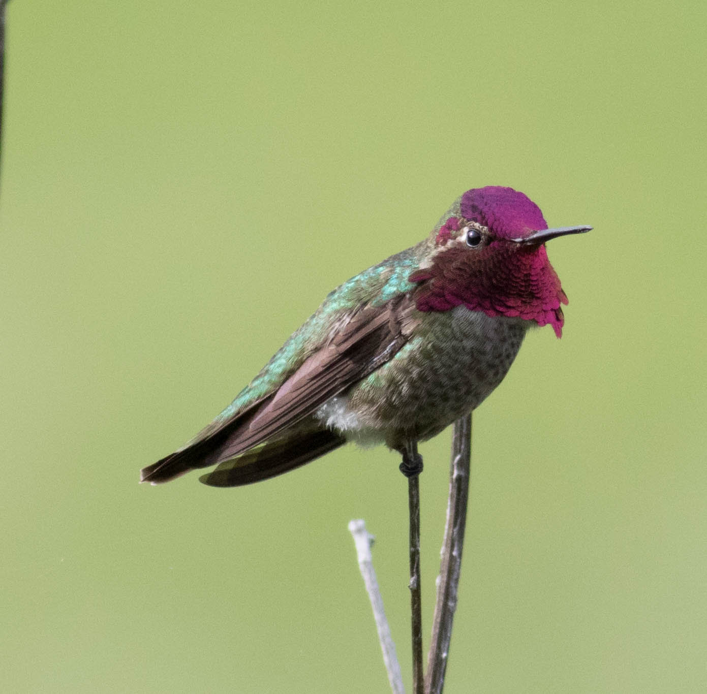 Anna's Hummingbird