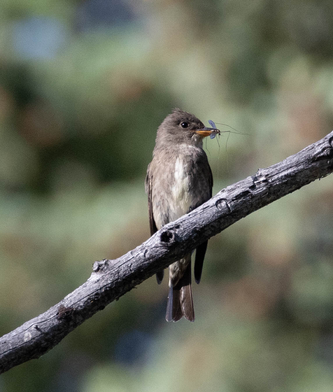 Olive-sided Flycatcher
