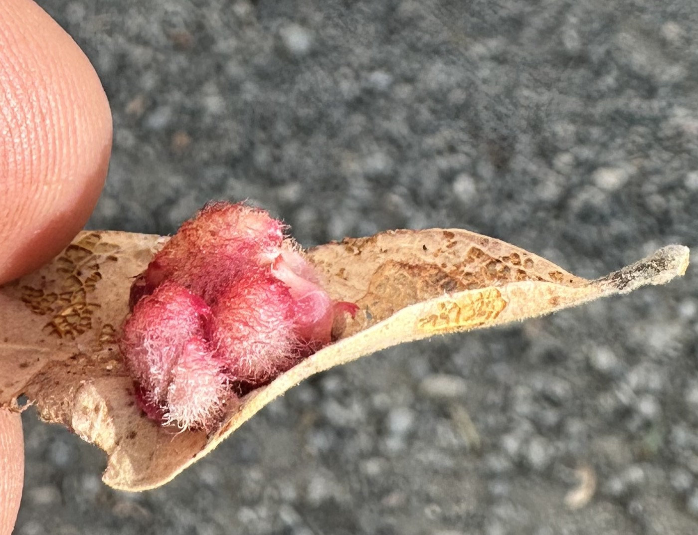 Weird and Wonderful: Galls