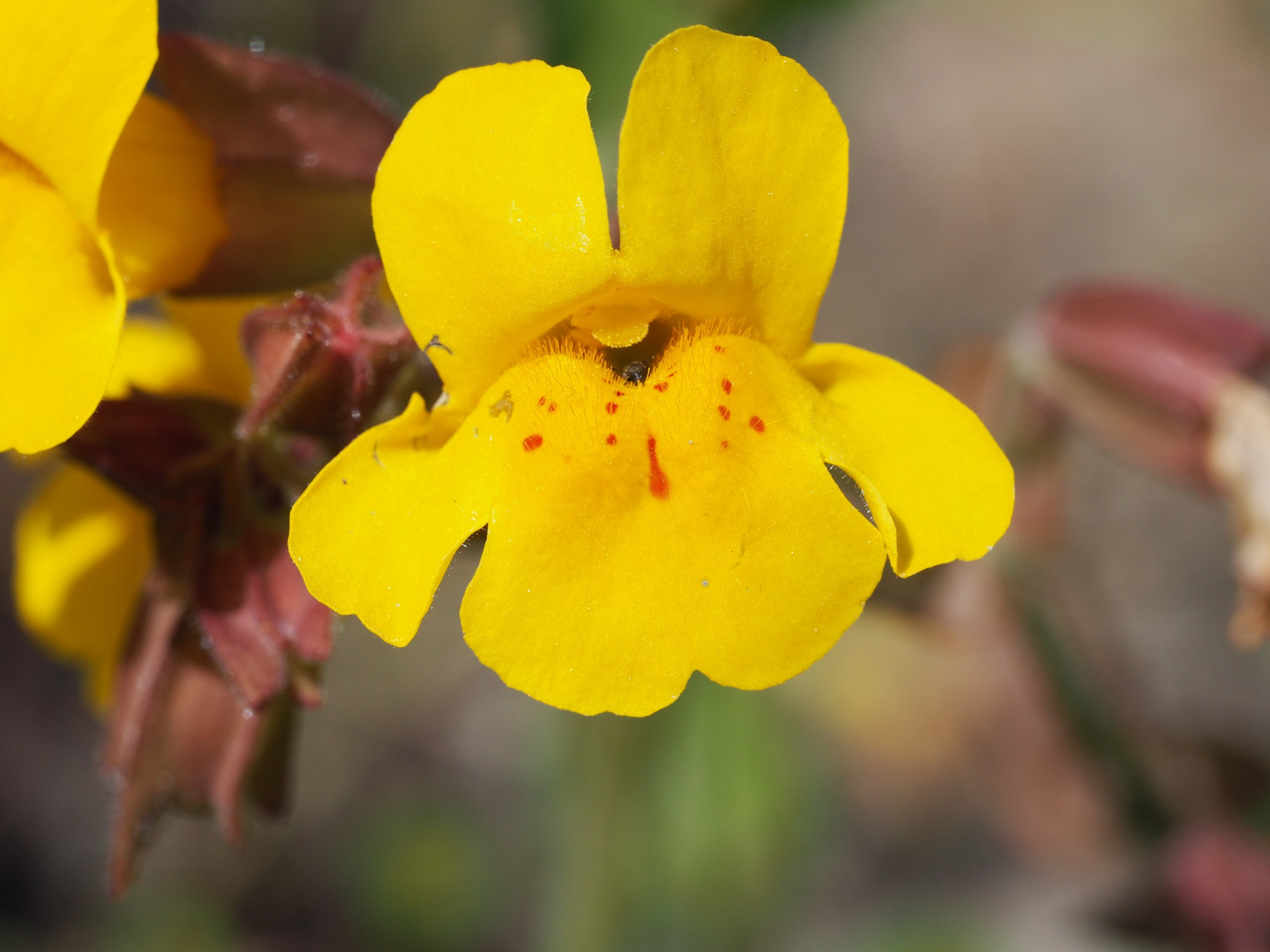 Common Monkeyflower Erythranthe guttata