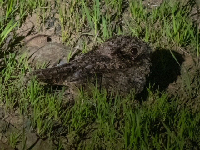 Common Poorwill
