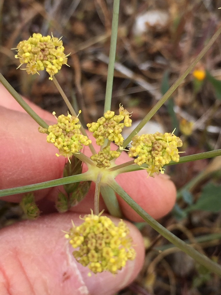 Pestle Parsnip, Barestem biscuitroot Lomatium nudicale