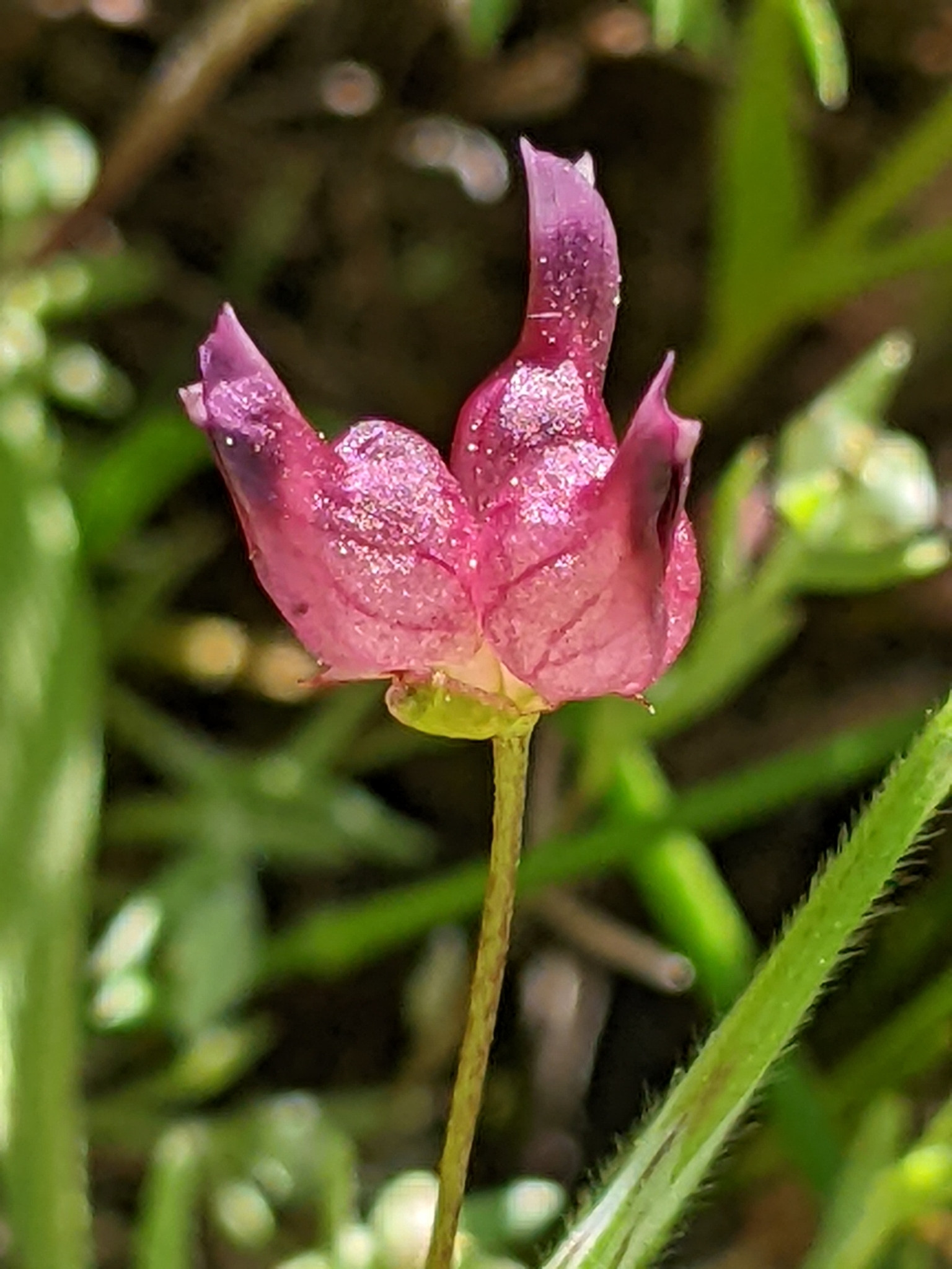 Cowbag Clover Trifolium depauperatum