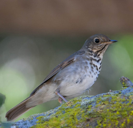 hermit thrush