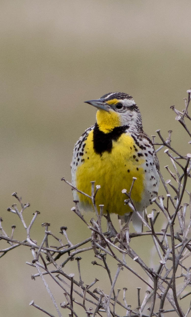 Western Meadowlark